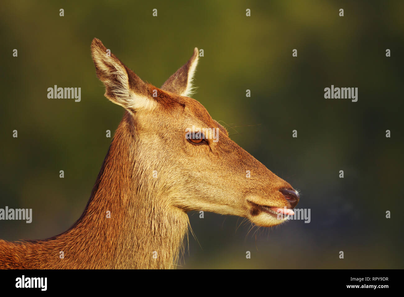 Deer mating hi-res stock photography and images - Alamy