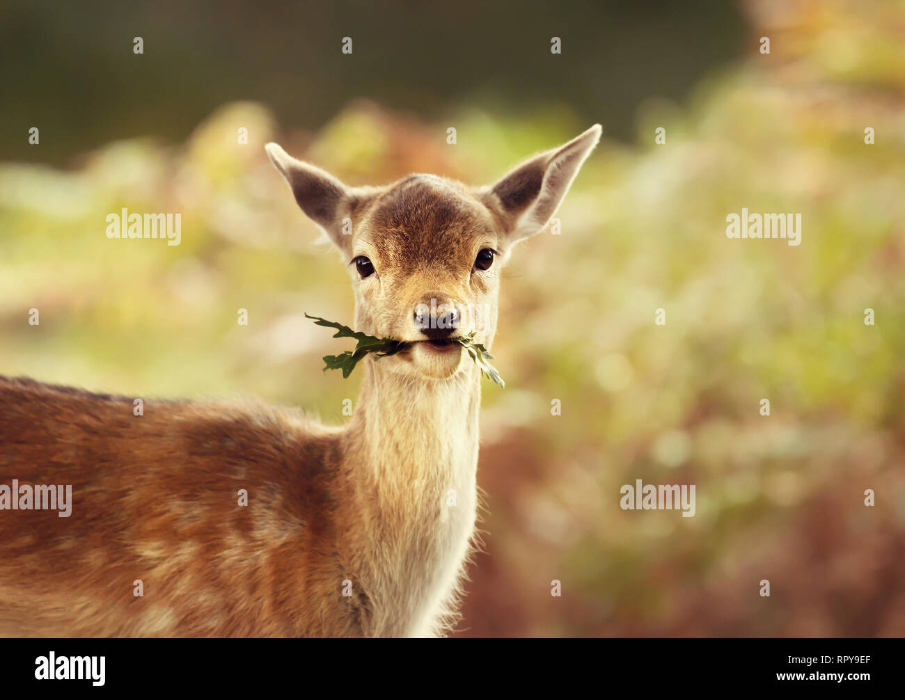 Baby fallow deer hi-res stock photography and images - Alamy
