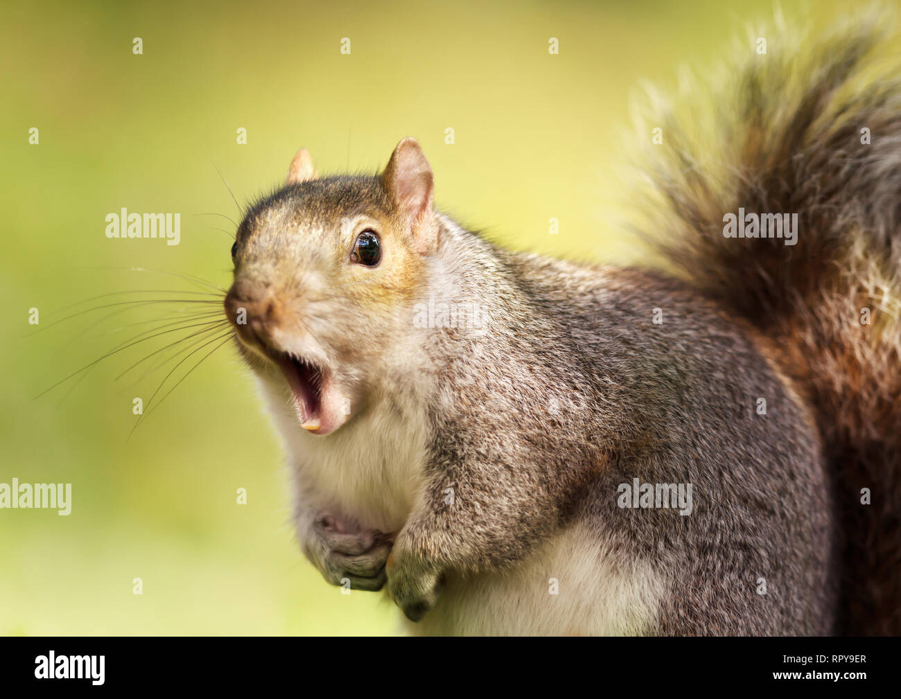 Yawning animal hi-res stock photography and images - Alamy