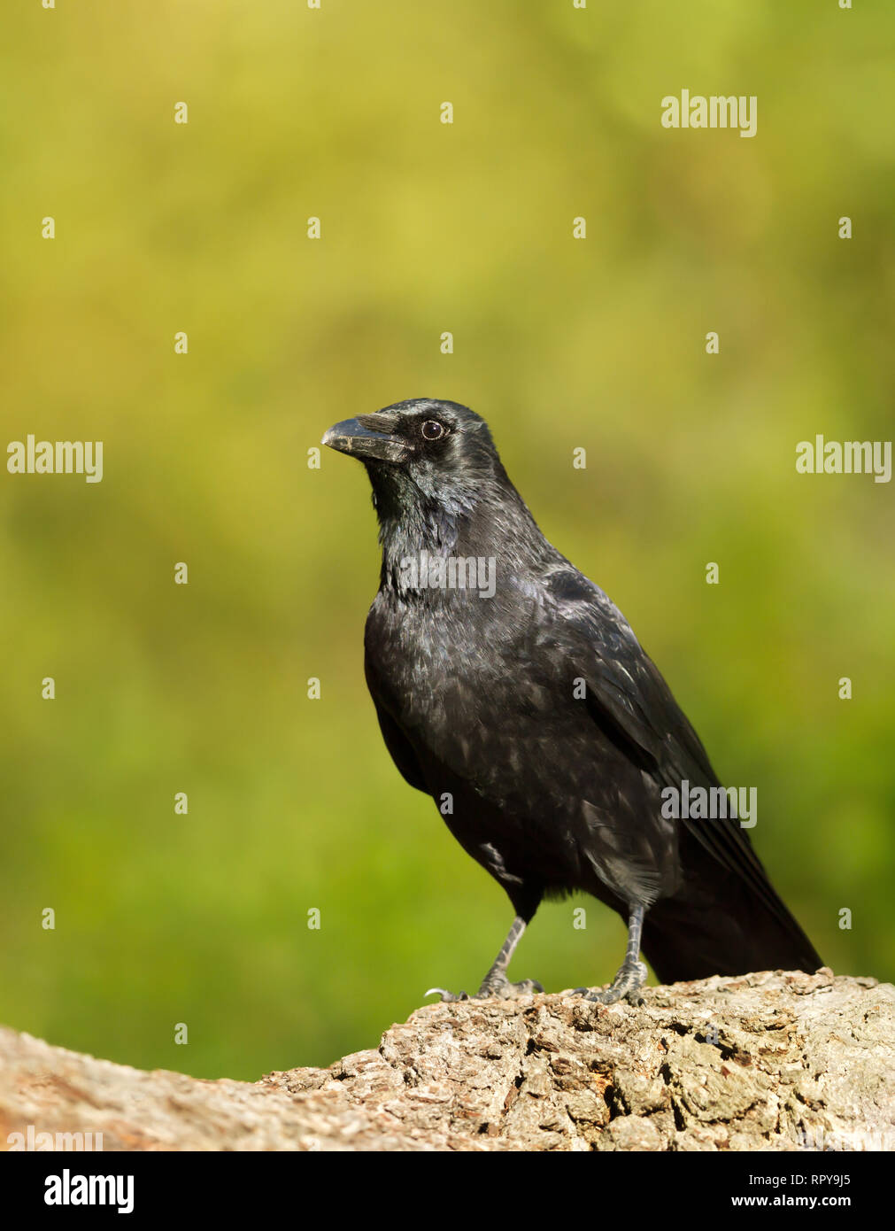 Crows on a trunk hi-res stock photography and images - Alamy