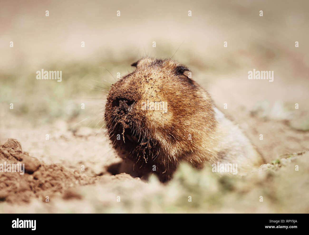 Mole rat rodent hi-res stock photography and images - Alamy