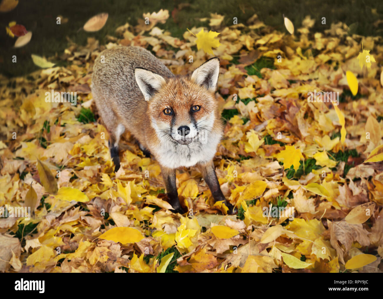 Uk fox autumn leaves hi-res stock photography and images - Alamy