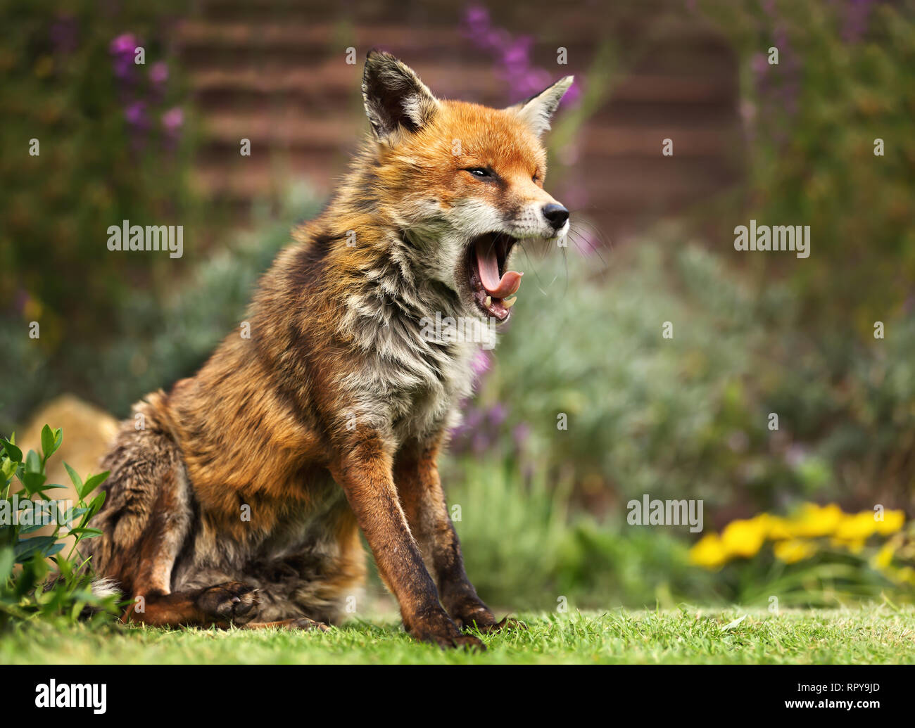 Close up of a Red fox yawning, UK Stock Photo - Alamy