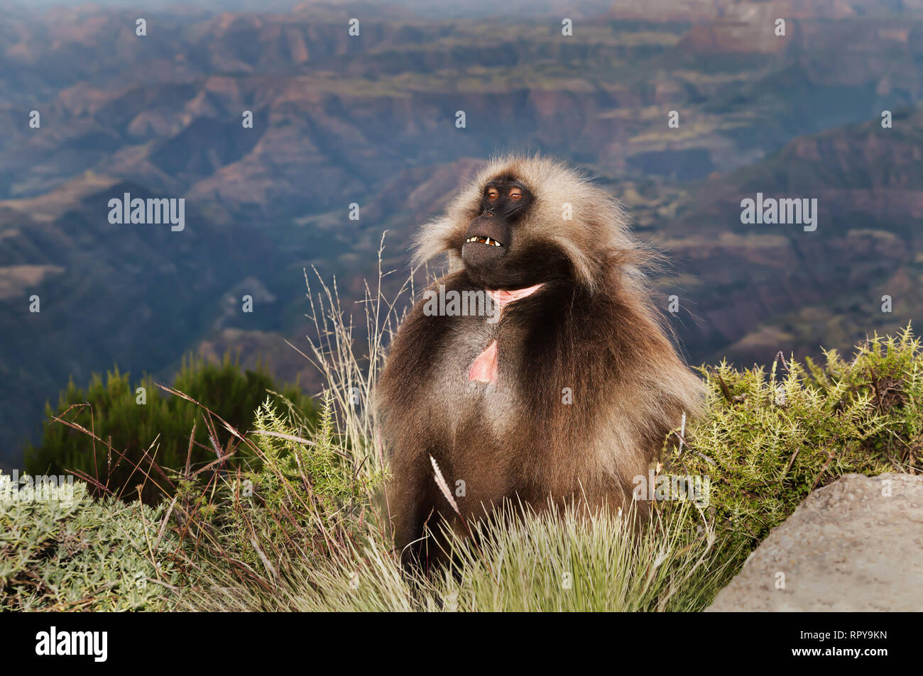 Close up of Gelada monkey (Theropithecus gelada) sitting in the grass ...