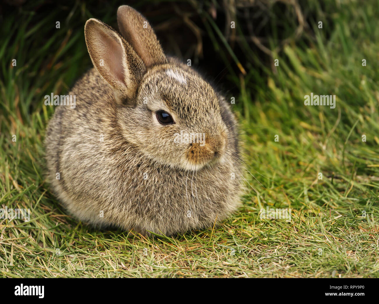 Rabbit in grass hi-res stock photography and images - Alamy