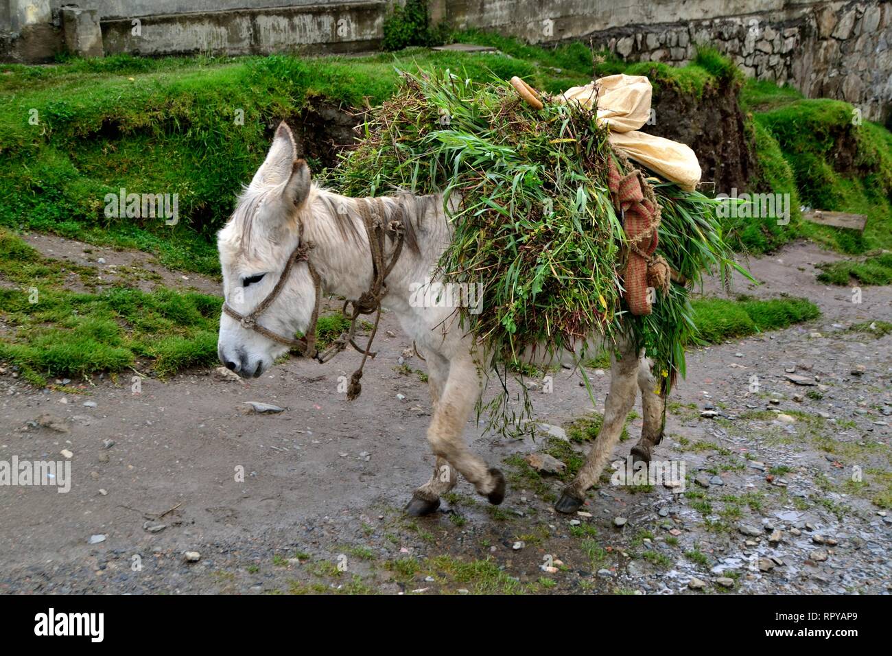 Donkey in YANAMA - National park HUASCARAN. Department of Ancash.PERU ...