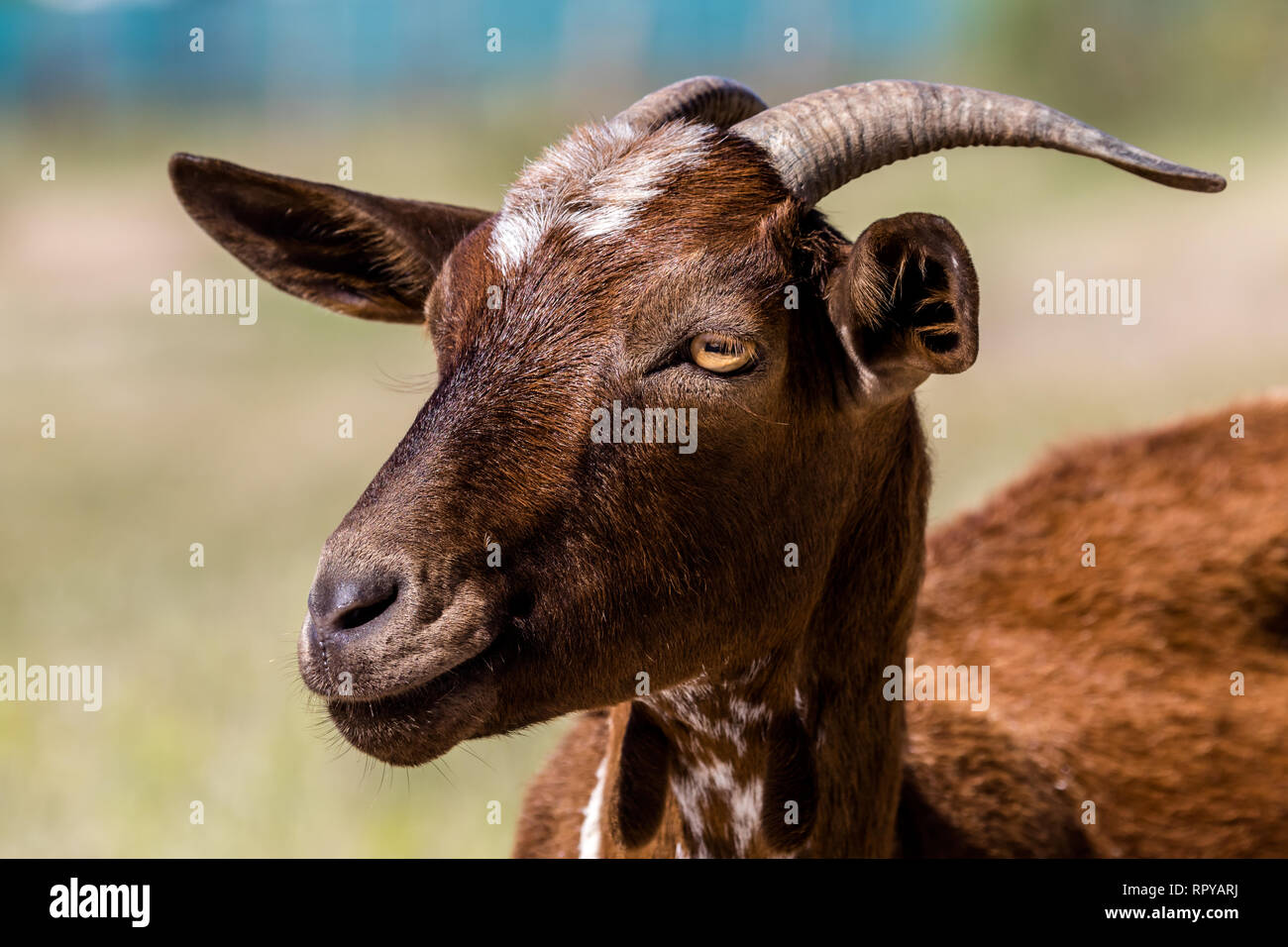 Portrait brown goat hi-res stock photography and images - Alamy