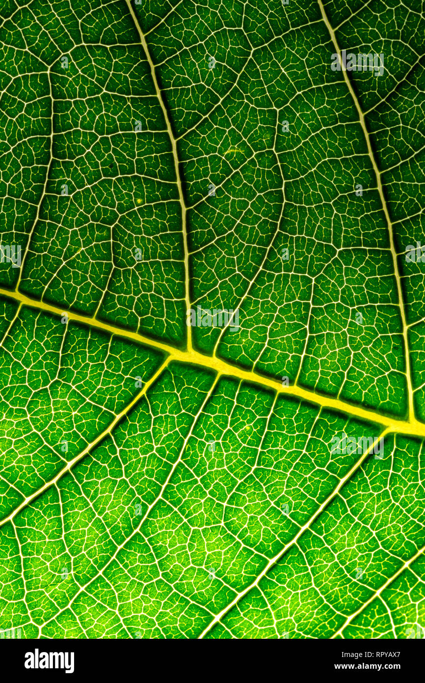 Structure Of The Back Of A Leaf High Resolution Stock Photography and ...