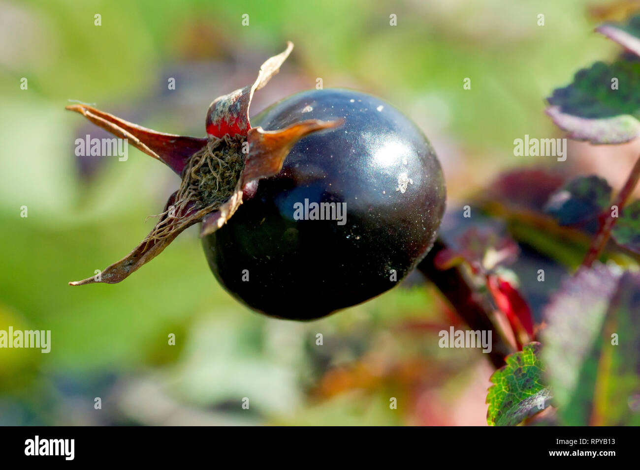 Burnet Rose (rosa pimpinellifolia), close up of the blueish black hip ...