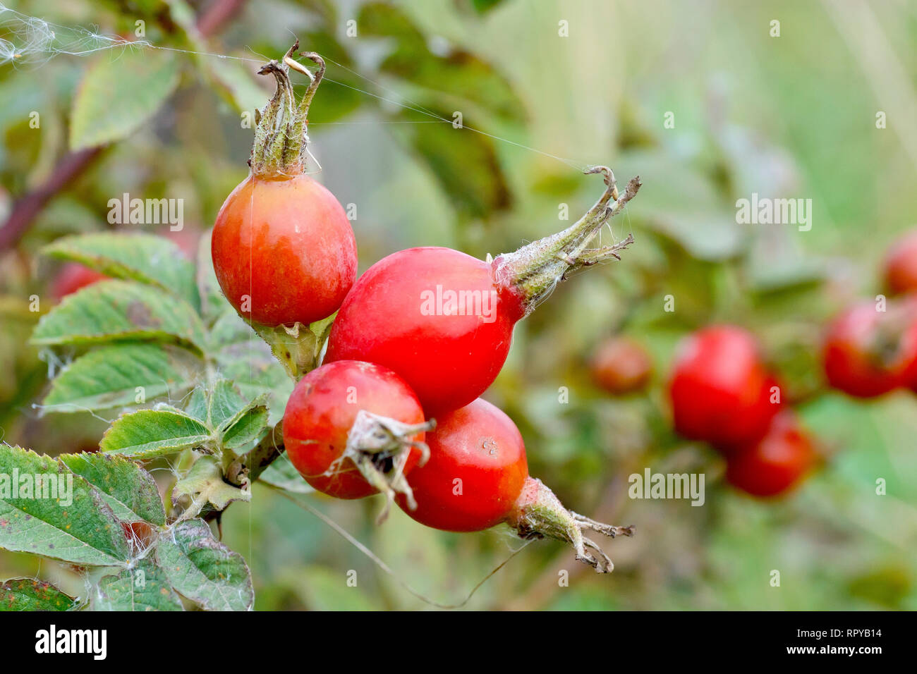 Downy Rose (rosa tomentosa), close up of a group of ripe rose hips ...