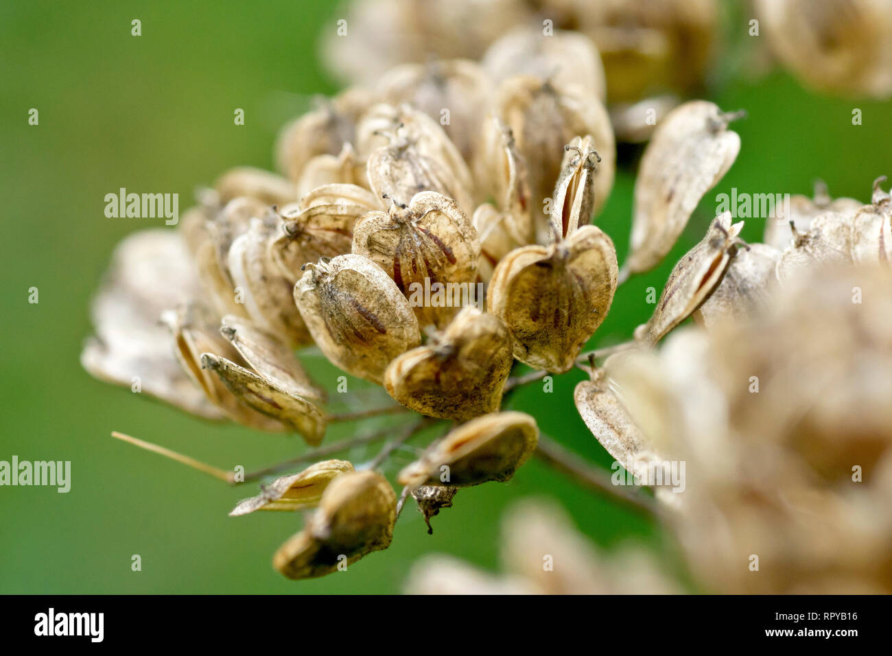 Open seed capsule hi-res stock photography and images - Alamy