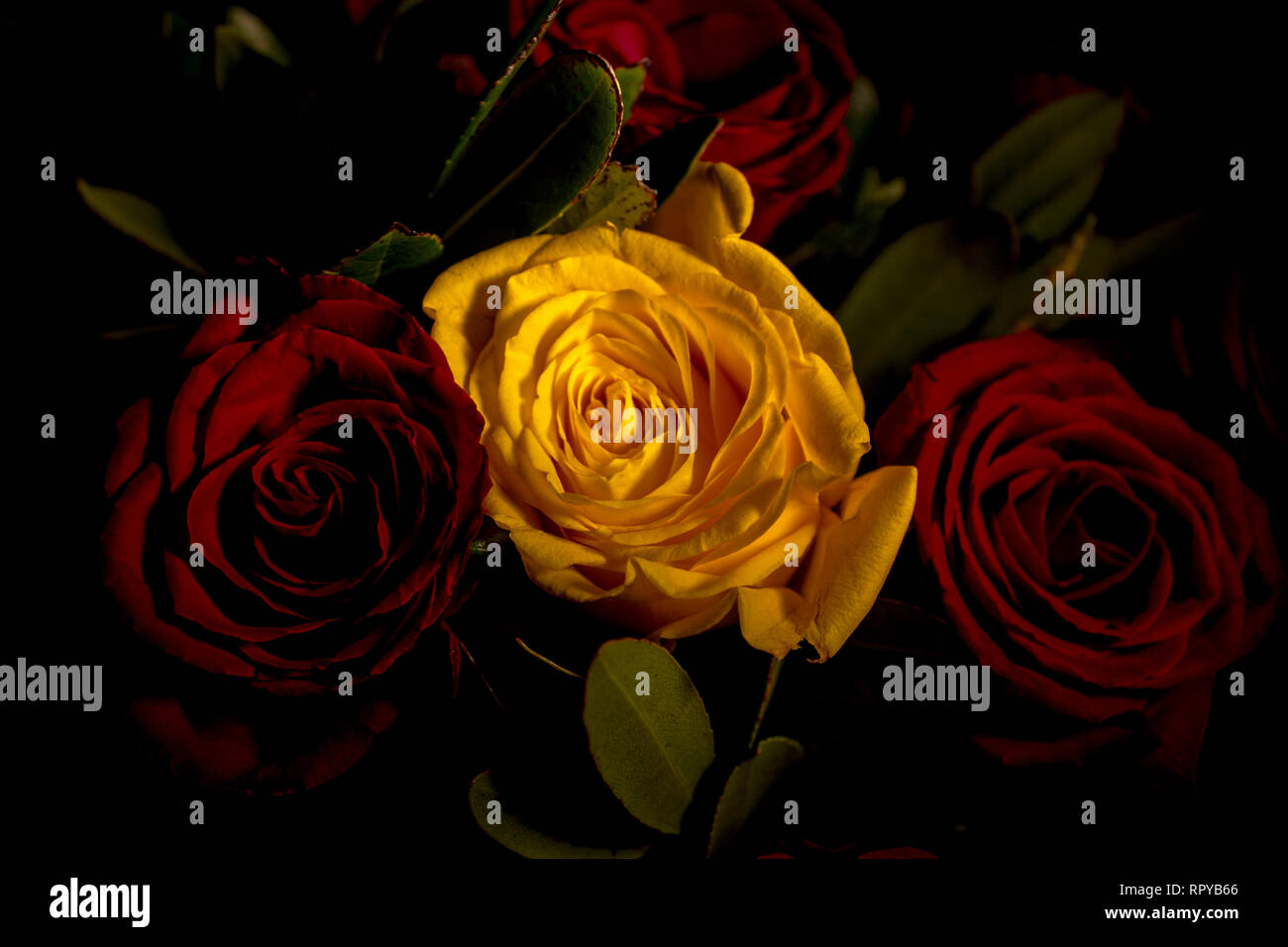 A yellow rose in the middle of two red roses. Indecisiveness ...