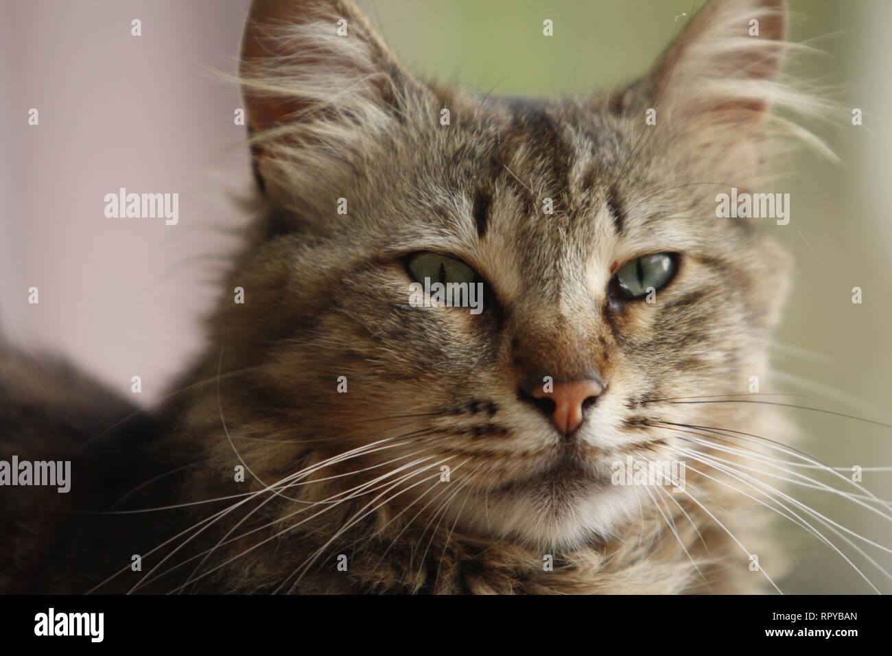 Indifferently hi-res stock photography and images - Alamy