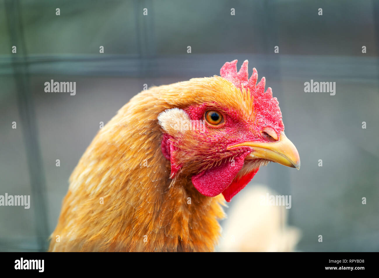 Closeup portrait of a good looking chicken Stock Photo - Alamy
