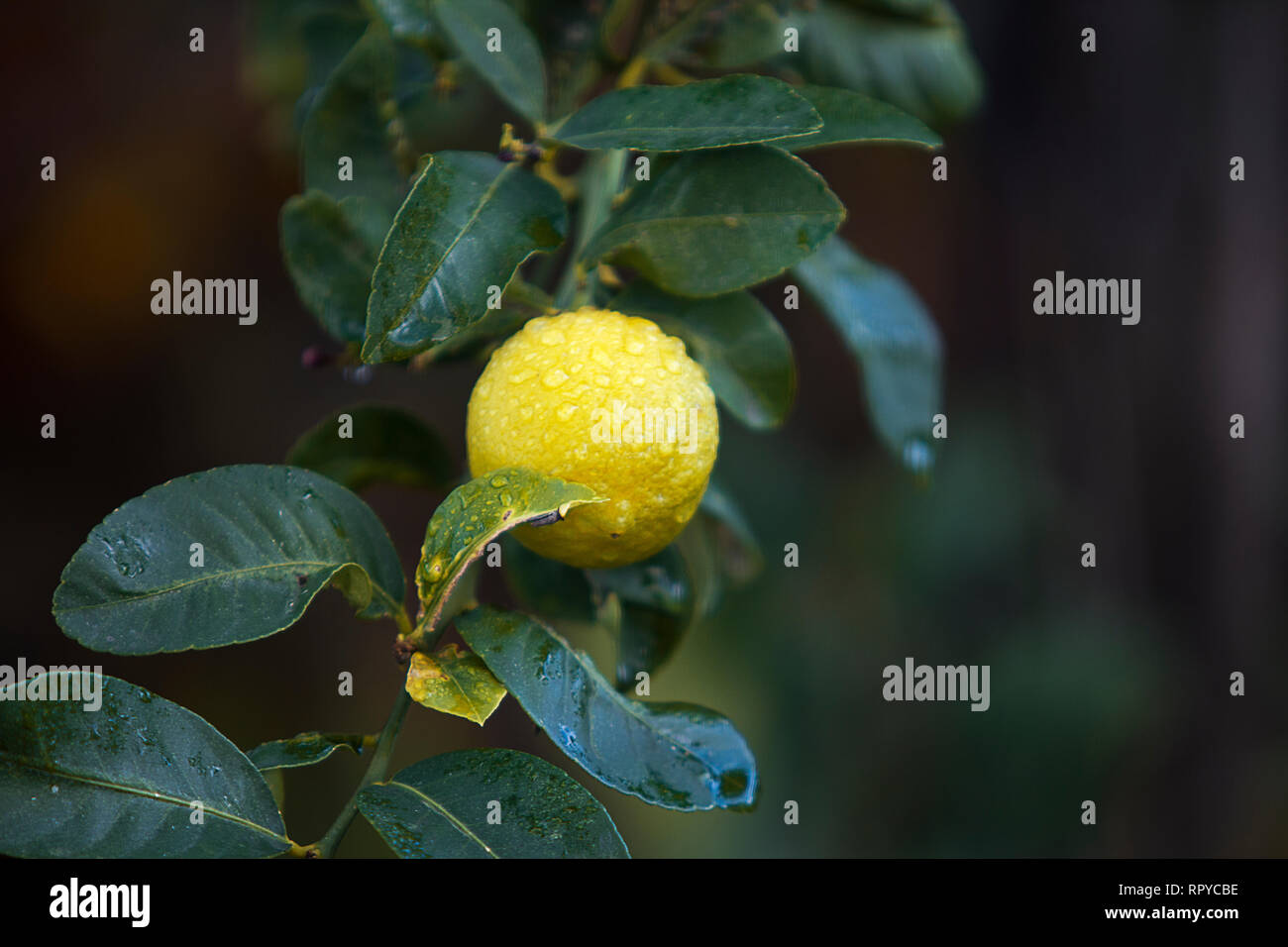 Fat droplet hi-res stock photography and images - Alamy