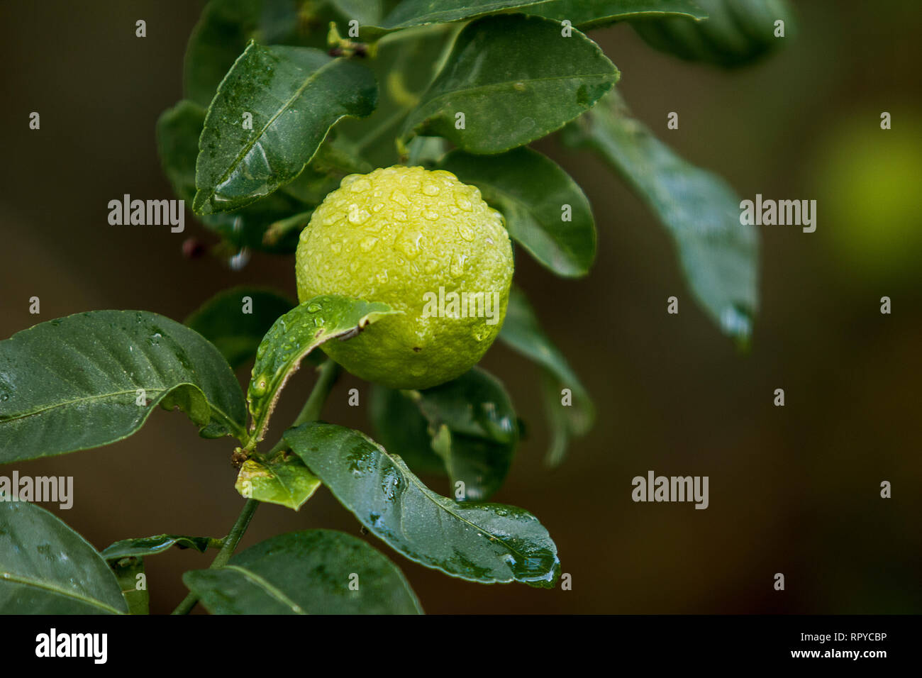 Front view of a wet fat juicy yellow lemon on tree branch Stock Photo ...