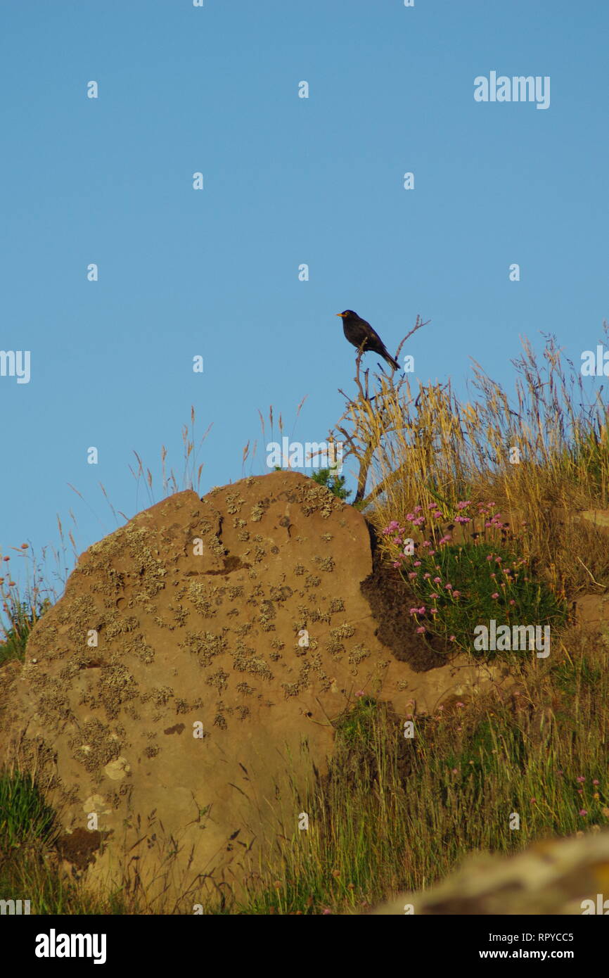 Calcified bird hi-res stock photography and images - Alamy