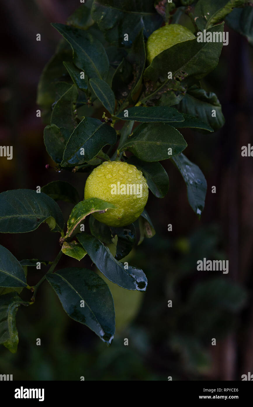 Front view of a wet fat juicy yellow lemon on tree branch Stock Photo ...
