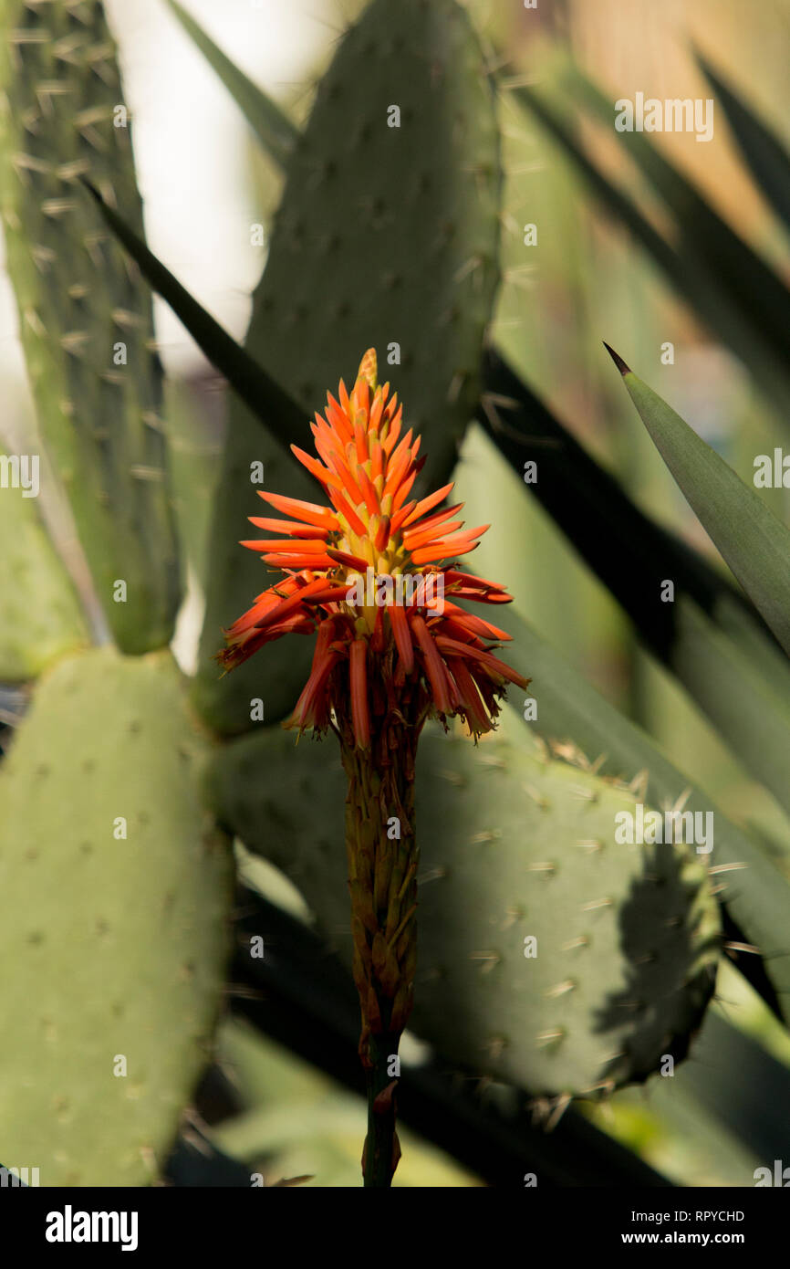 Single Aloe Vera flower pod with indian fig cactus leaves close up ...