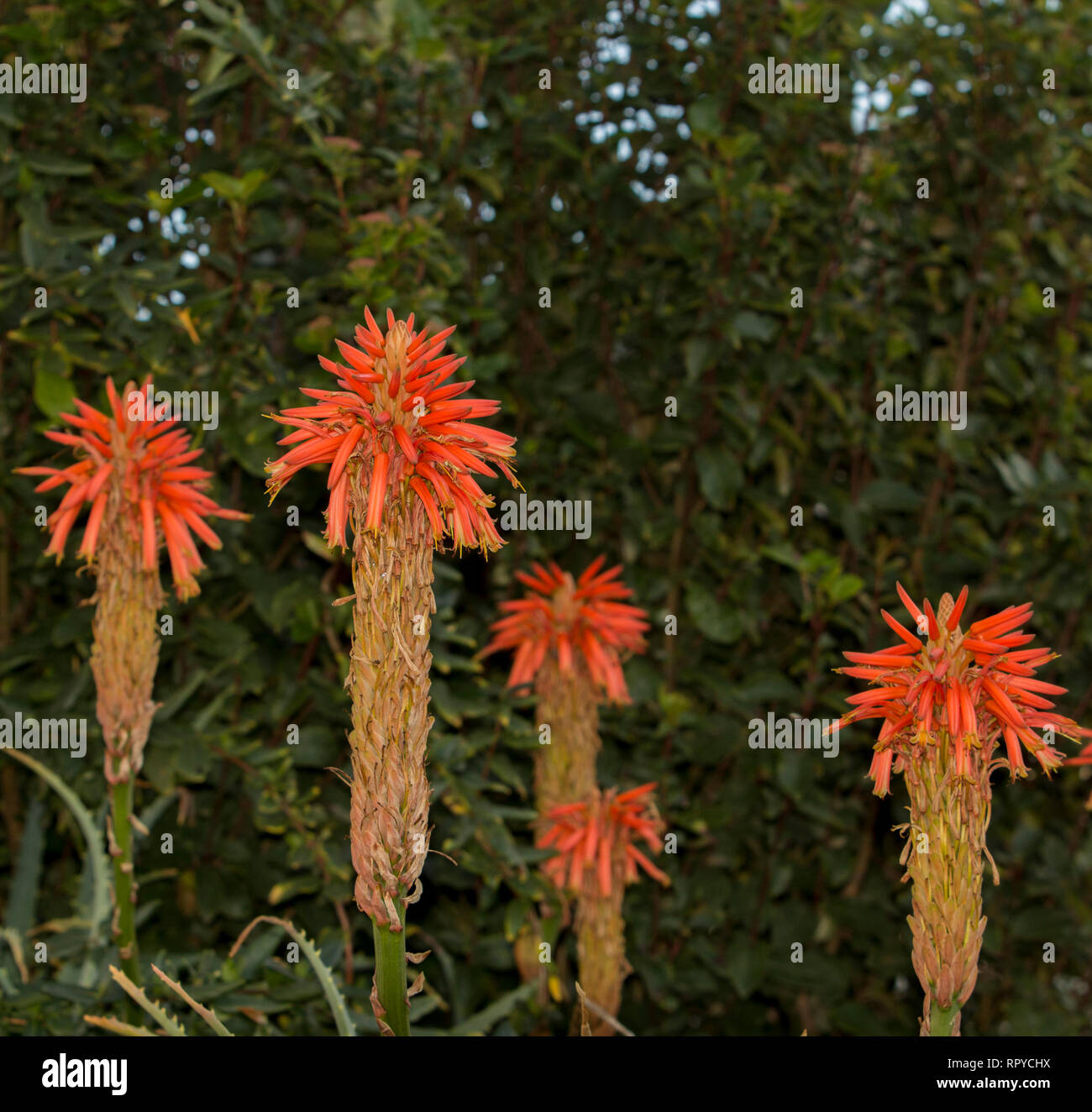 Multiple Aloe Vera flower pods close up with plants background Stock ...