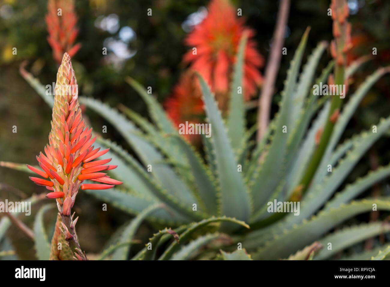 Aloe vera flowers hi-res stock photography and images - Alamy