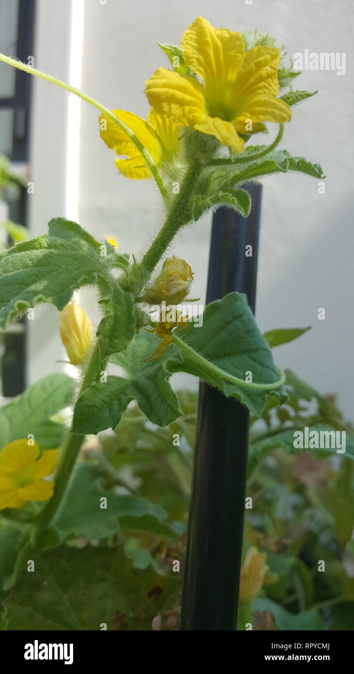 Yellow spider camouflaged according to squash yellow flower Stock Photo ...