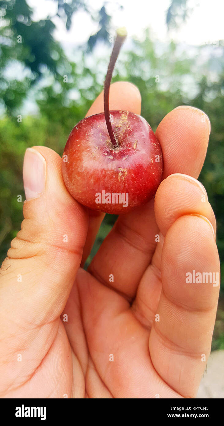 Close up of Japanese Crab Apple held at hand Stock Photo - Alamy