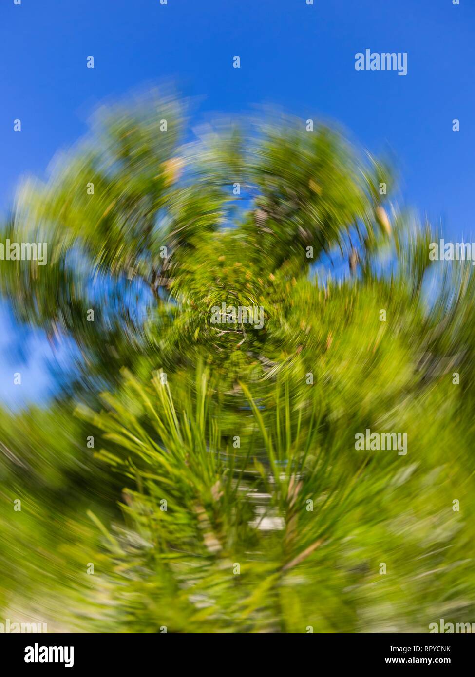 Proto tree hi-res stock photography and images - Alamy