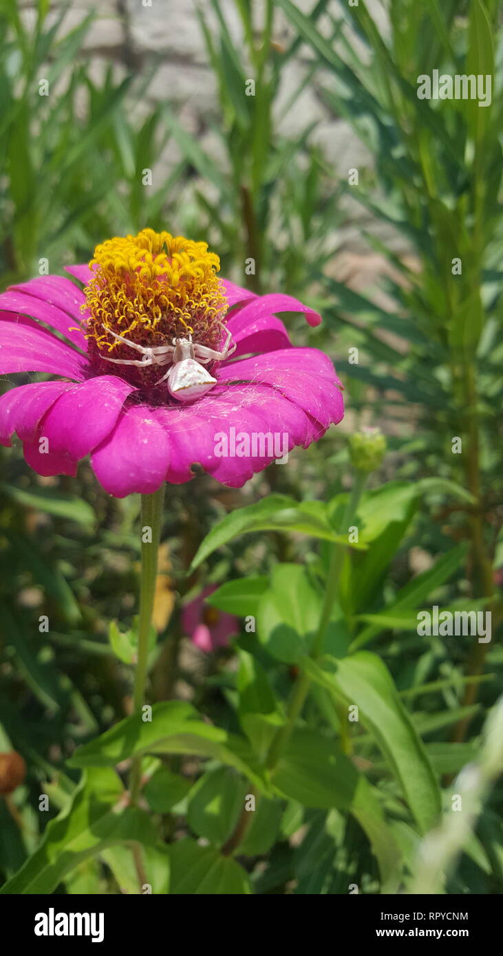 Free hug from a spider to a flower Stock Photo - Alamy