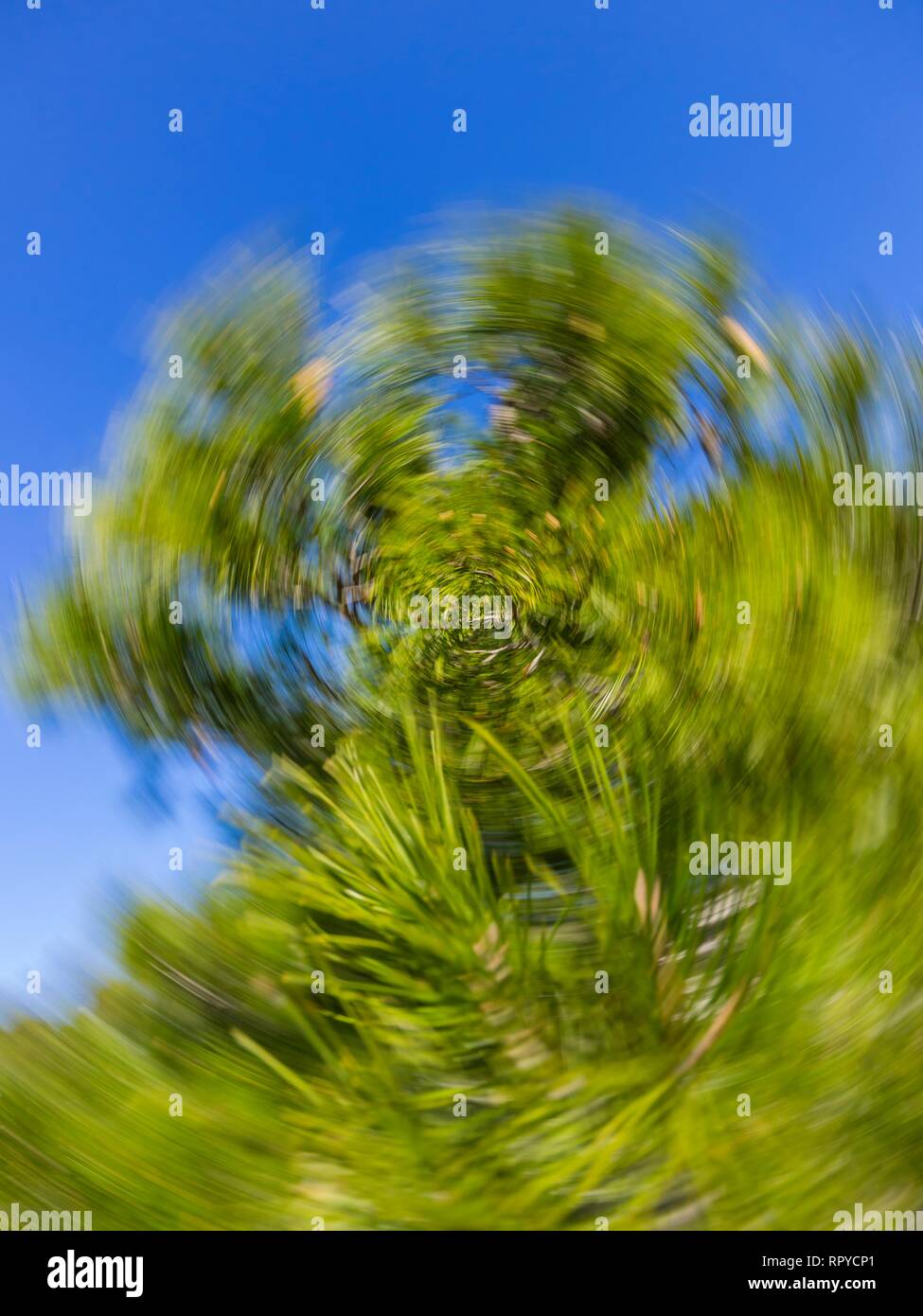 Proto tree hi-res stock photography and images - Alamy