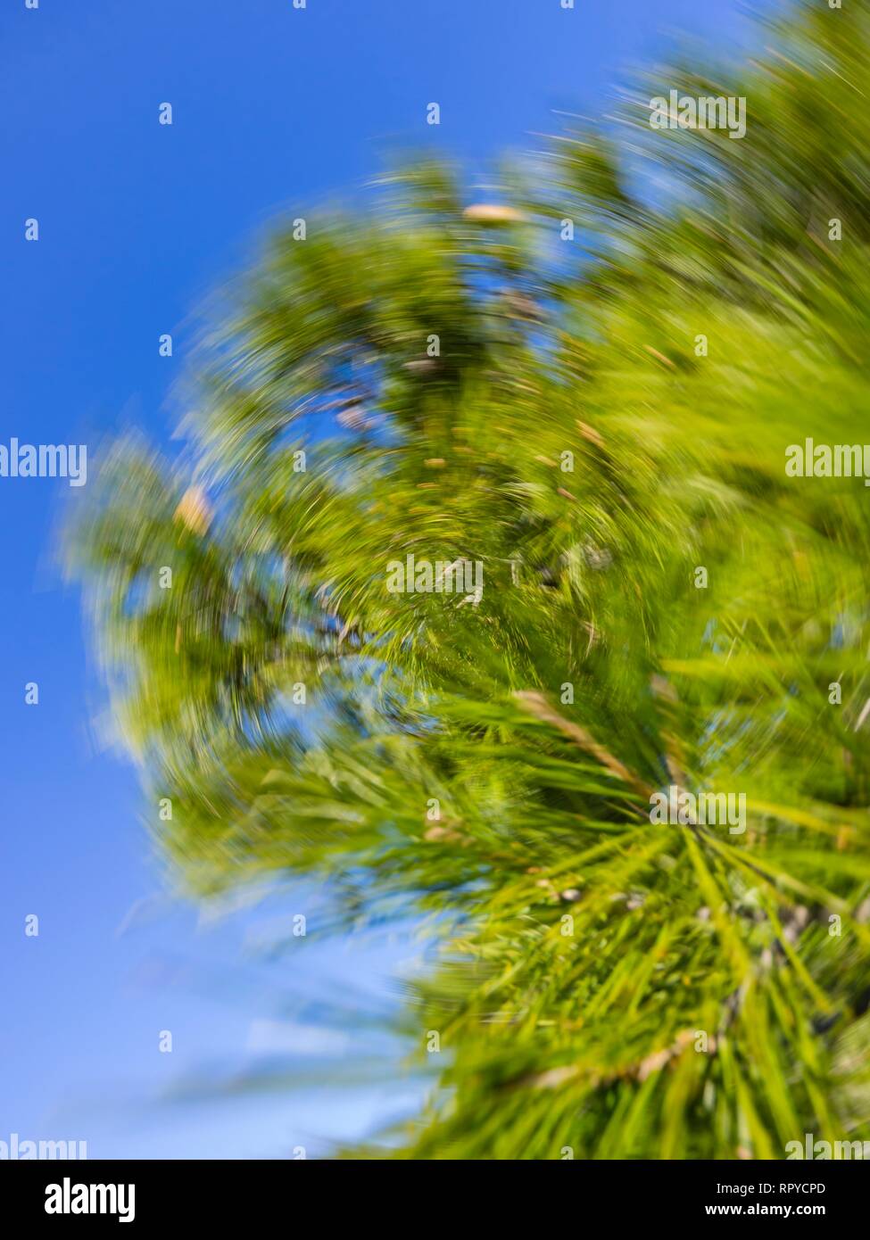 Proto tree hi-res stock photography and images - Alamy