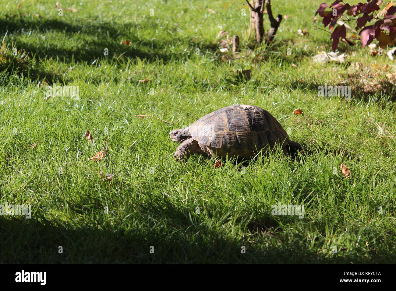 A tortoise profile walking in grass with slightly battered shell. Slow ...