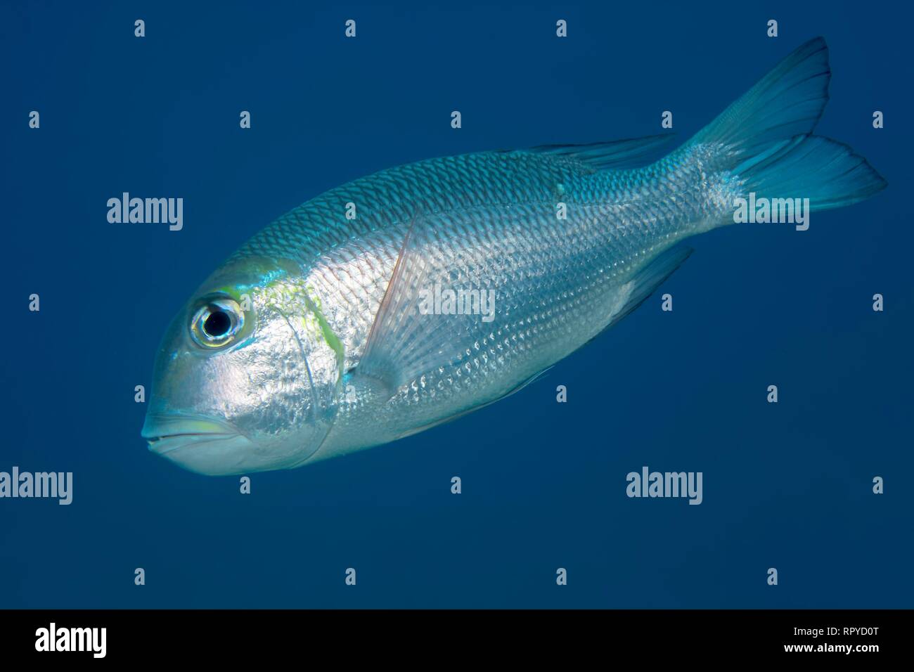 Humpnose big-eye bream (Monotaxis grandoculis) swims in the open sea ...