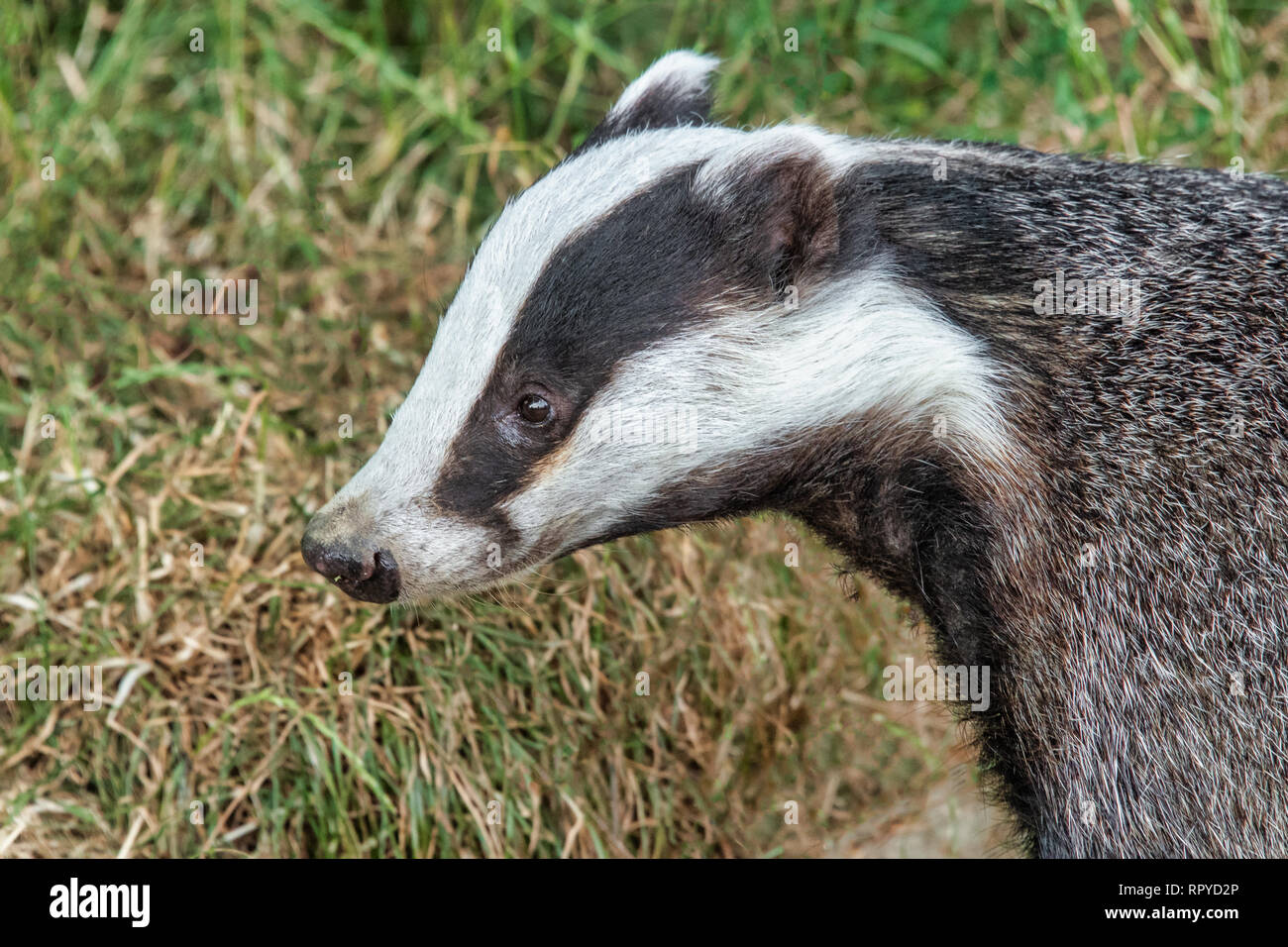 Badger close up hi-res stock photography and images - Alamy
