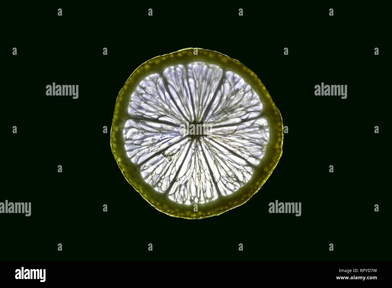 Close up shot of sliced (cross section) lime with black background ...