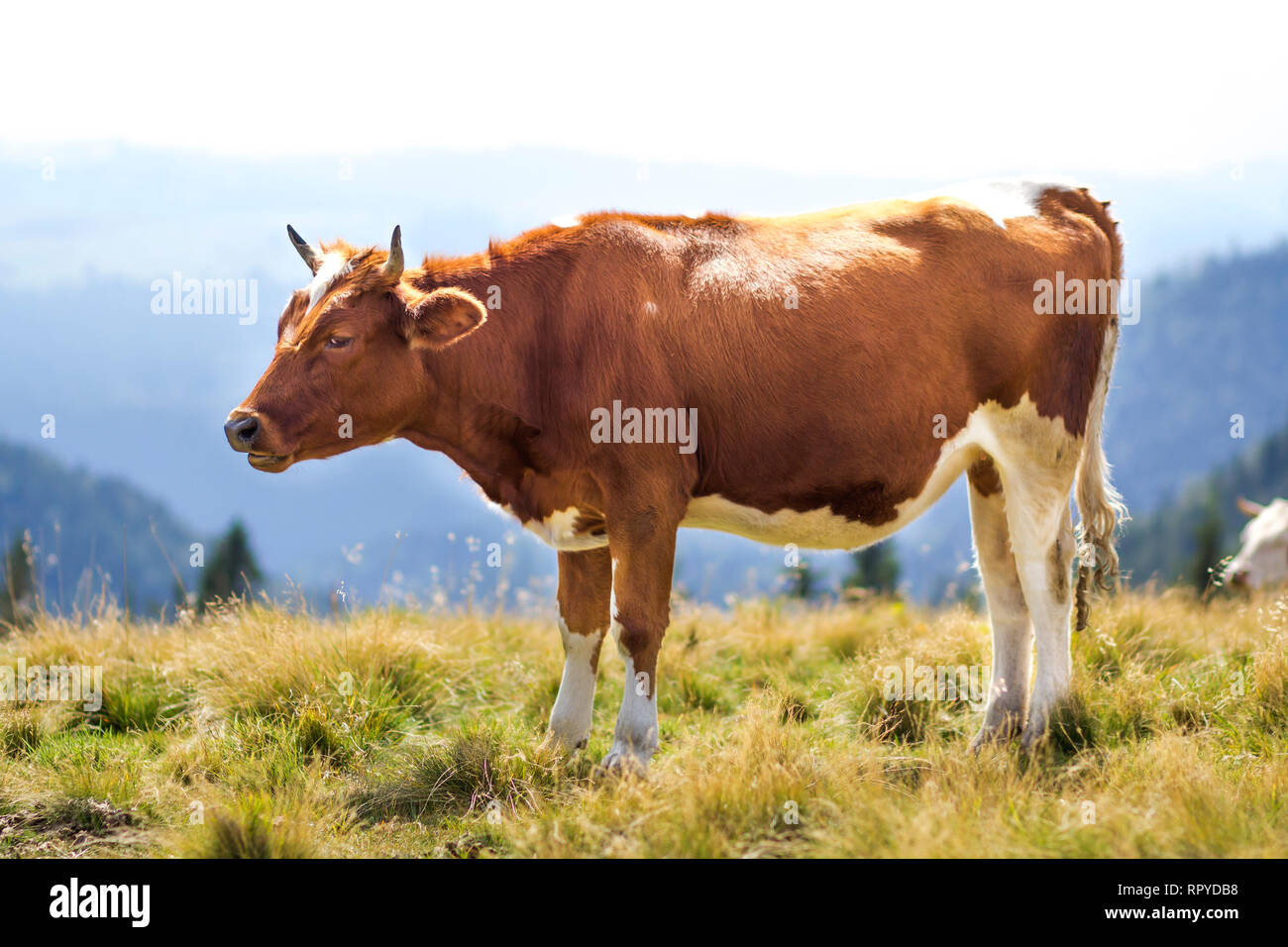 Brown cow standing in green grass on sunny pasture field bright ...