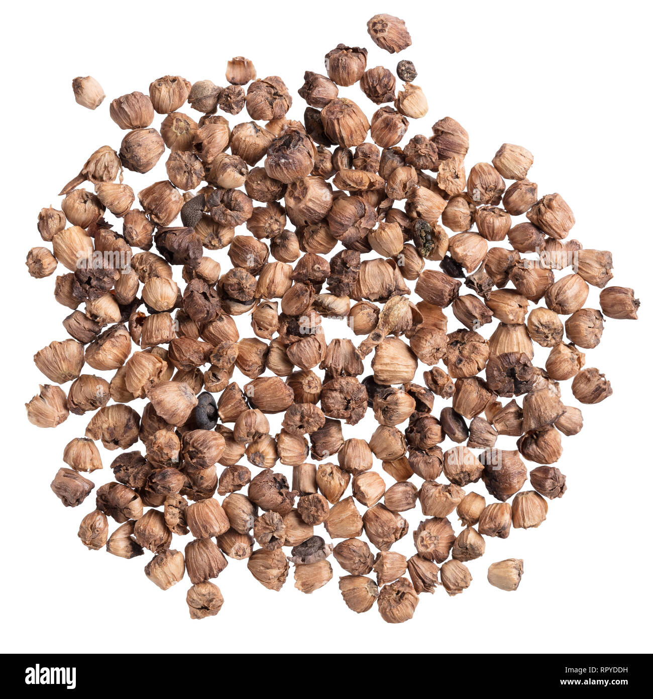 A heap of quality seeds of salsola soda, for your personal beautiful ...