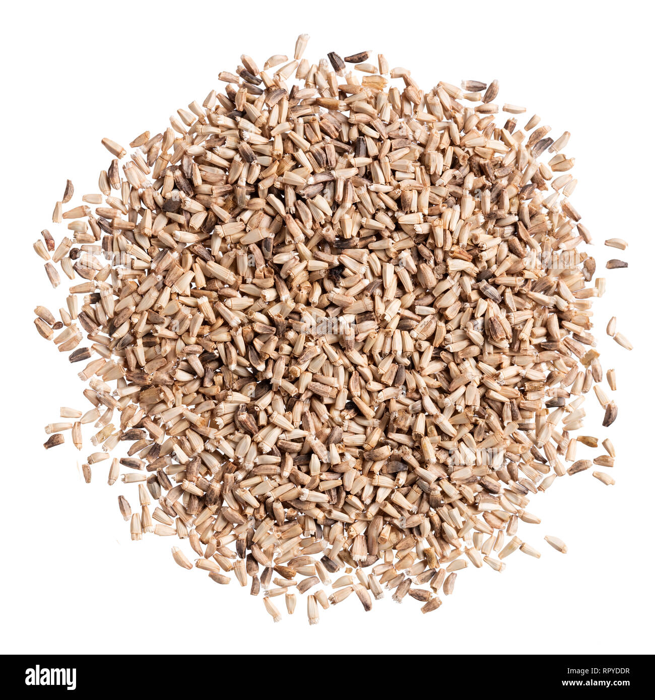 Chicory seed hi-res stock photography and images - Alamy