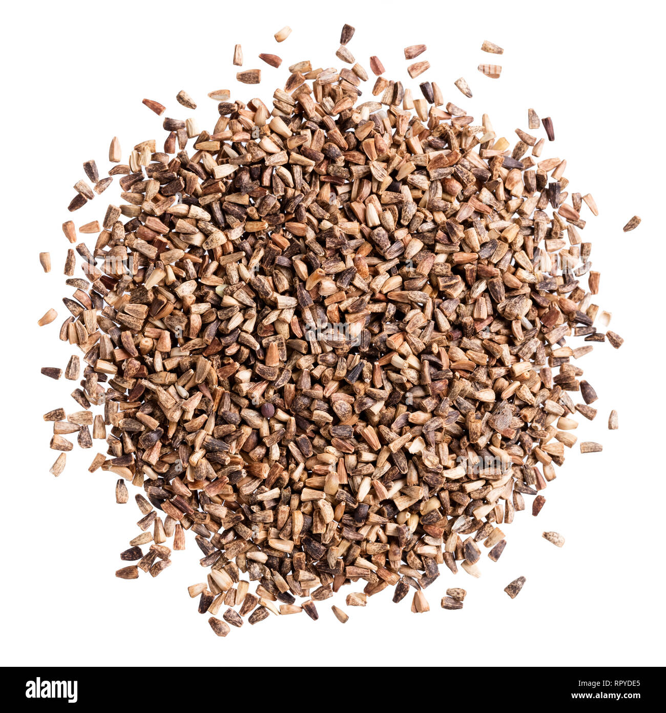 Chicory Seeds
