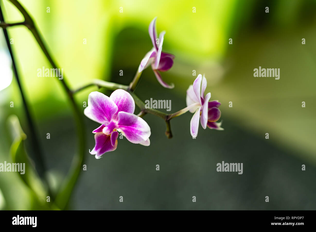 orchid with a green background germany Stock Photo - Alamy