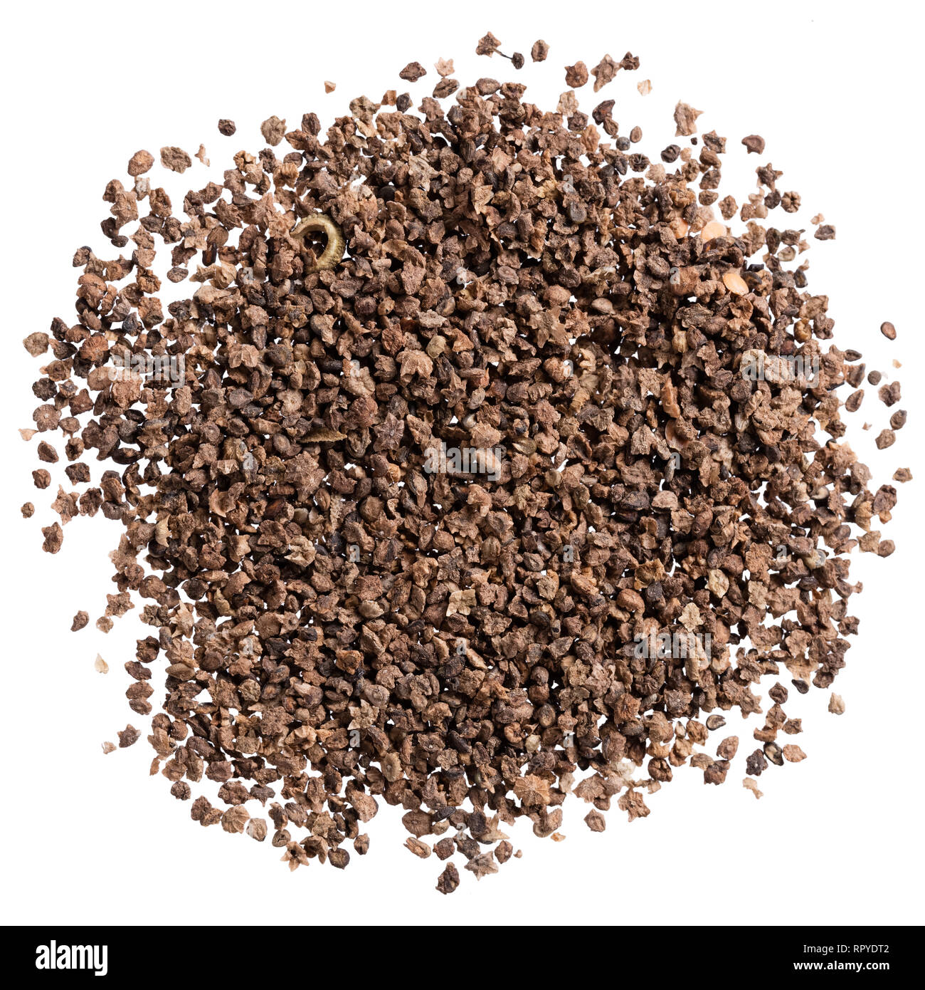 Kochia Scoparia Seedling