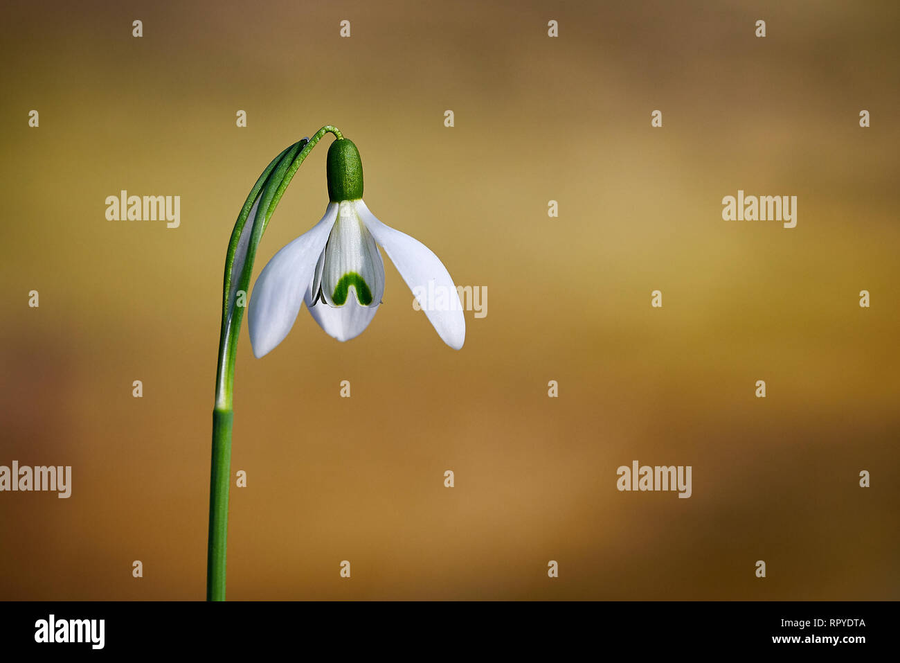 Botany snowdrop galanthus common hi-res stock photography and images ...