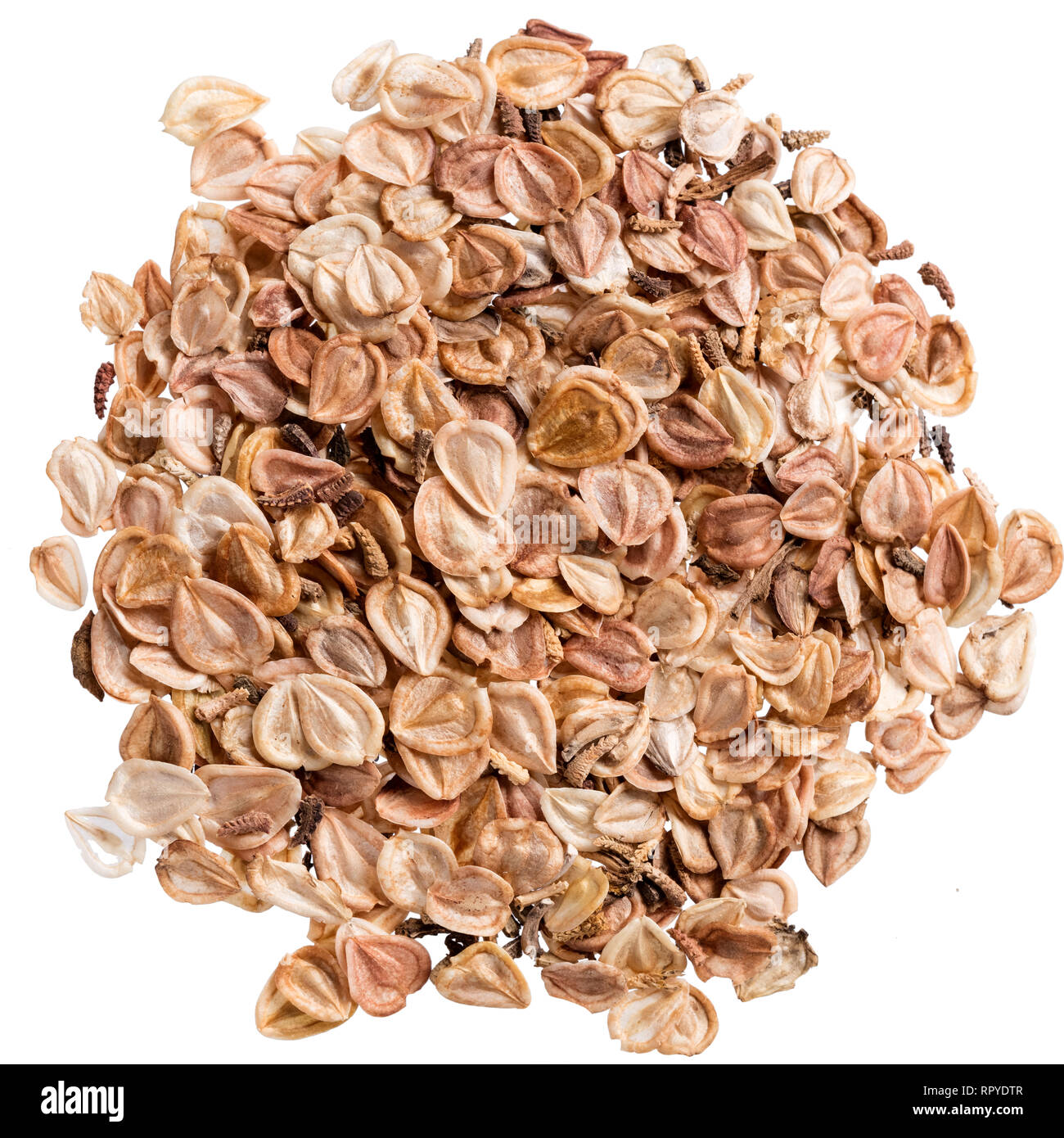 Dimorphotheca flower hi-res stock photography and images - Alamy