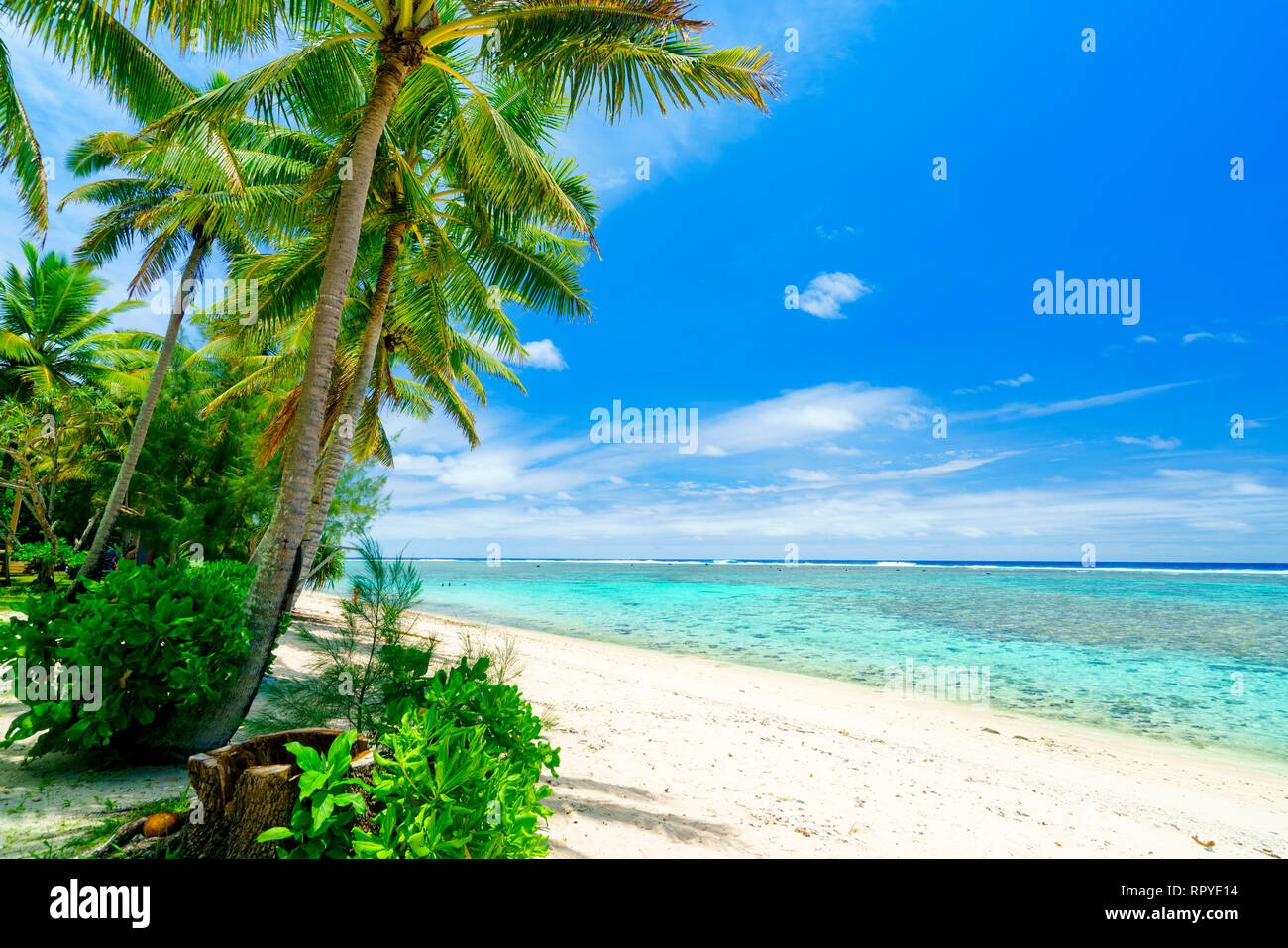 An idyllic beach with palm trees in Rarotonga in the Cook Islands Stock ...