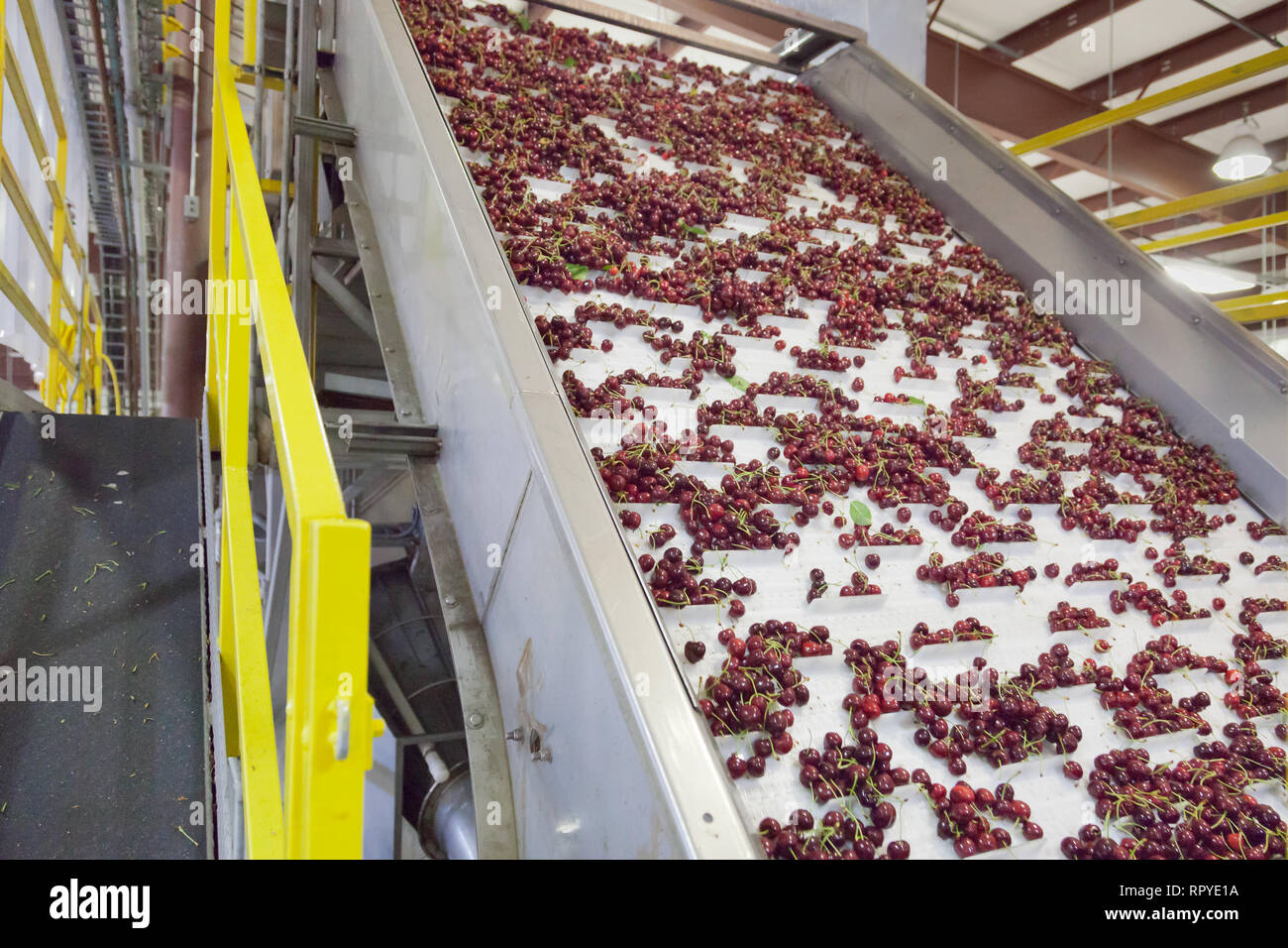 Cherries moving up an elevator in a fruit packing warehouse in ...