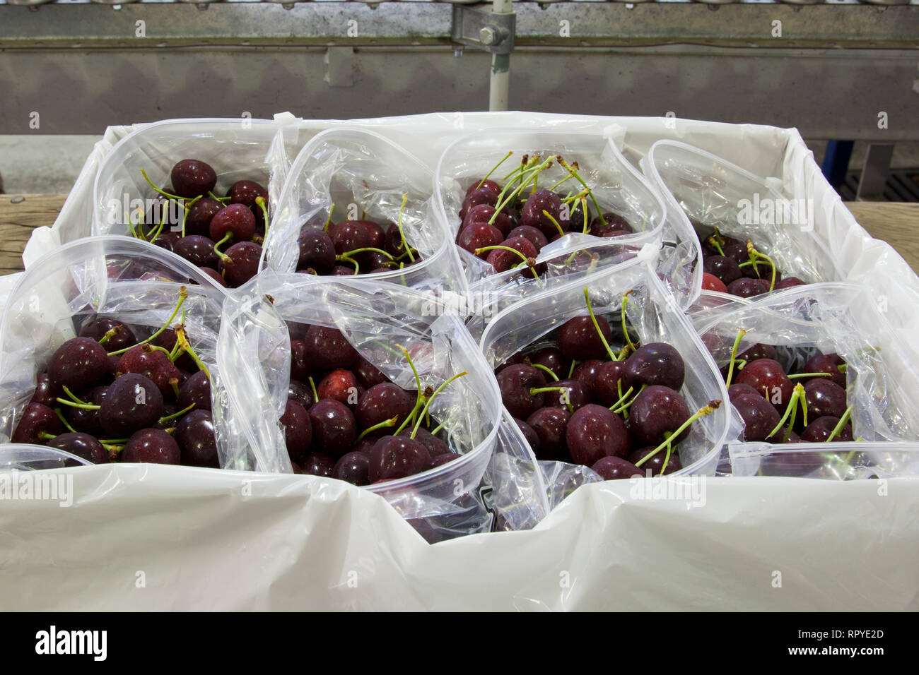 Red ripe cherries being bagged for shipment in a fruit packaging ...