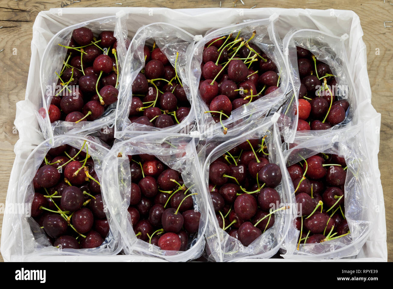 Red ripe cherries being bagged for shipment in a fruit packaging ...