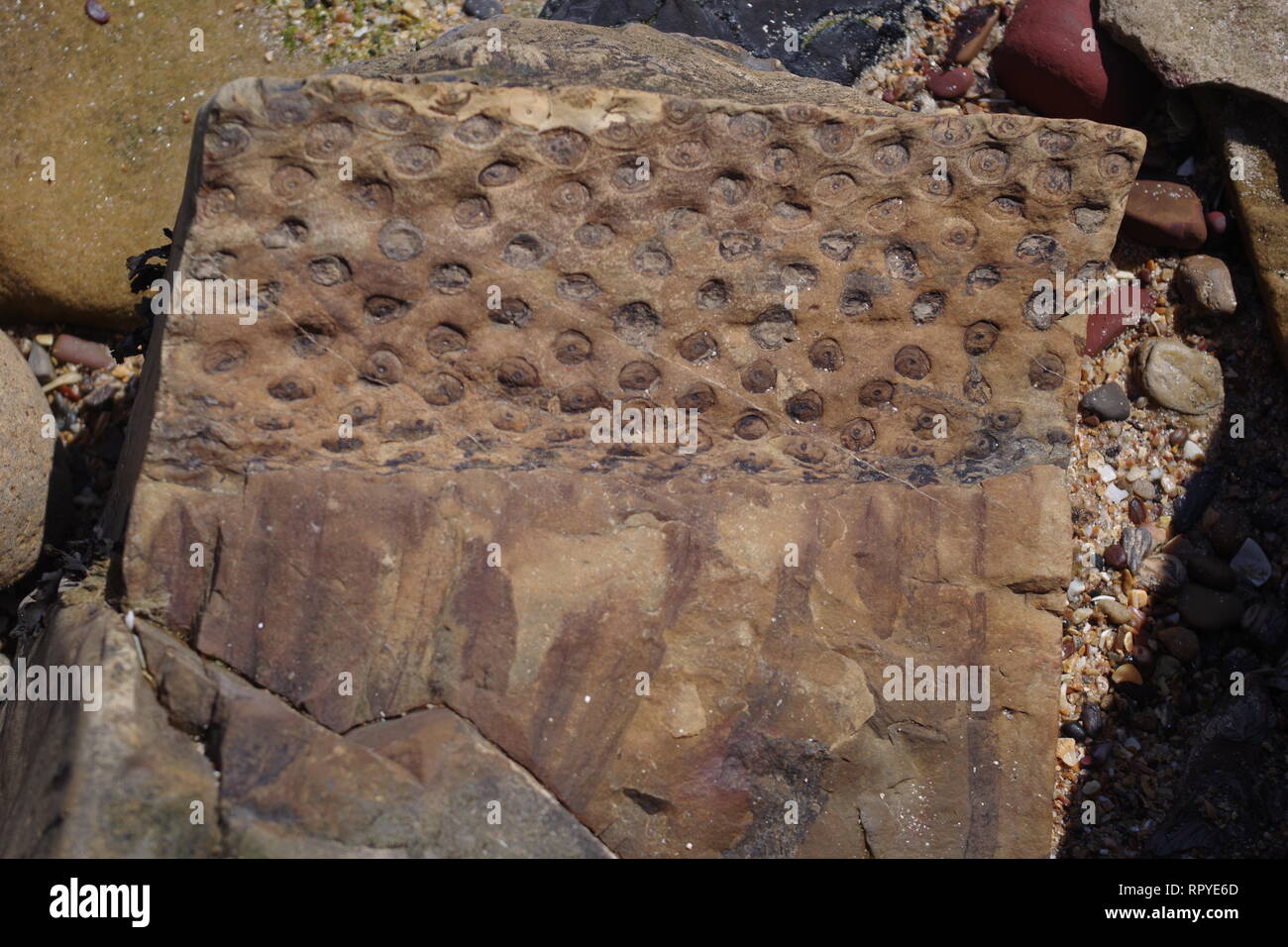 Lepidodendron Fossil