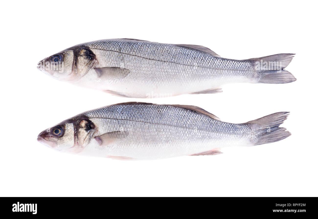 Fish carcass Dicentrarchus labrax on white. Studio Photo Stock Photo ...