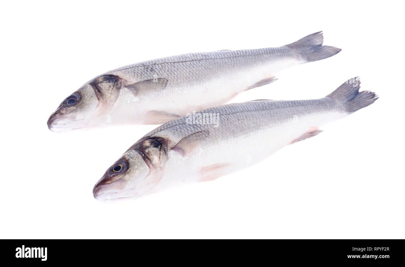 Fish carcass Dicentrarchus labrax on white. Studio Photo Stock Photo ...